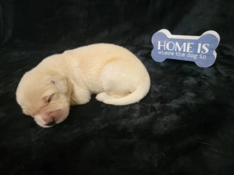 Home is where the dog is! - Old Wolf Ranch