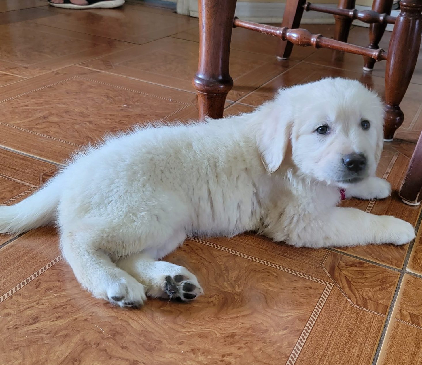 Charlie - Old Wolf Ranch