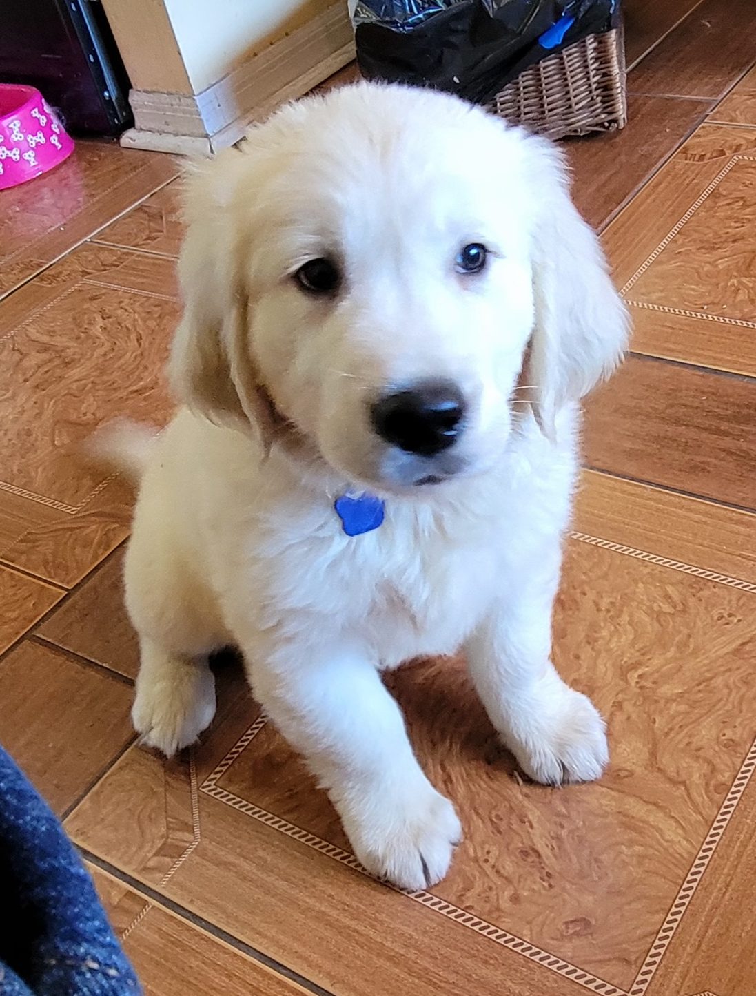 Baxter - Old Wolf Ranch